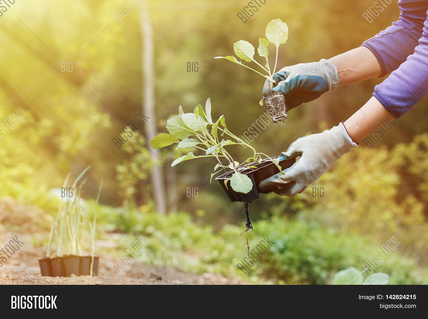 Gardener Preparing Image & Photo (Free Trial) | Bigstock