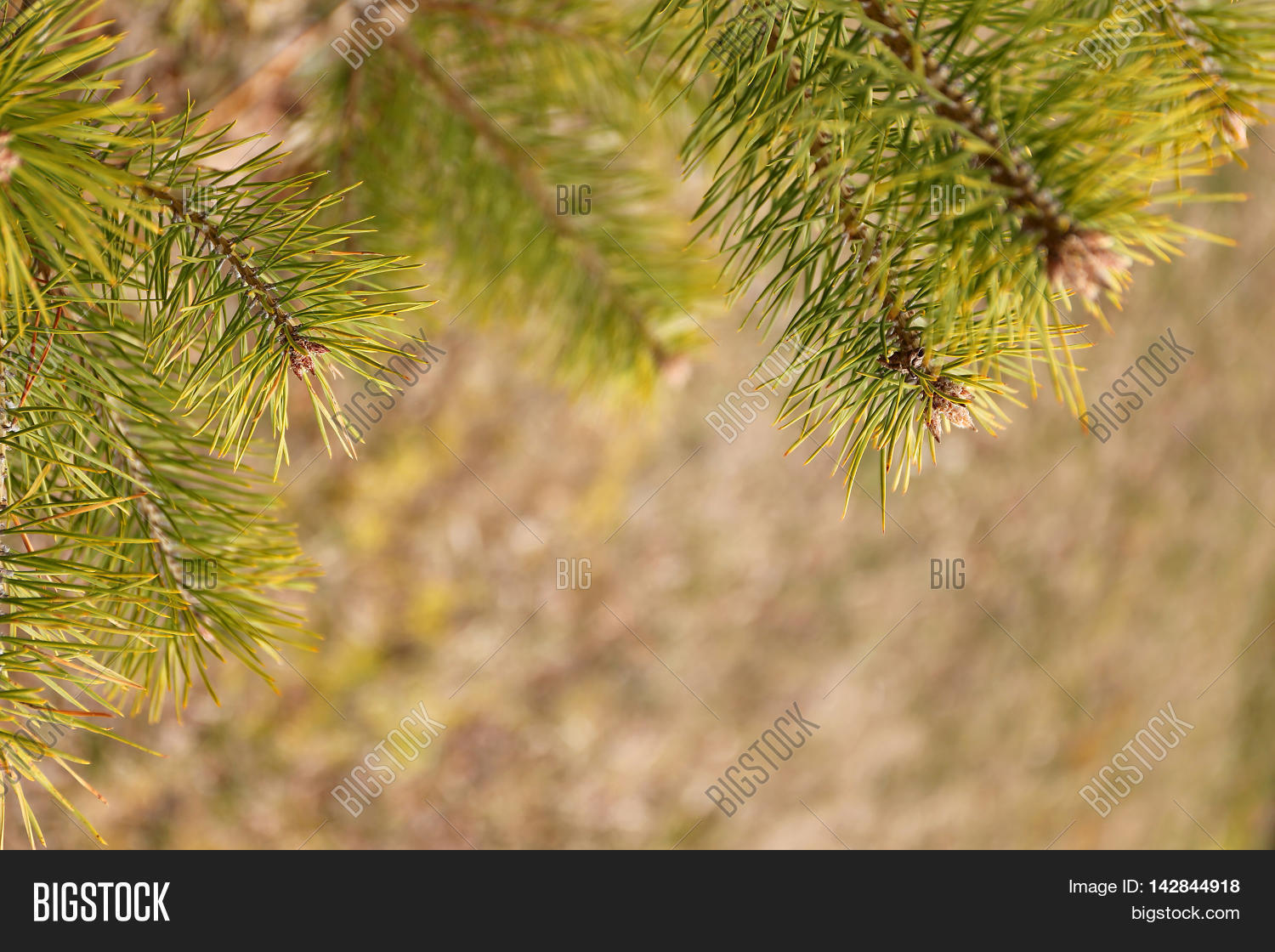 Border Evergreen Image & Photo (Free Trial) | Bigstock