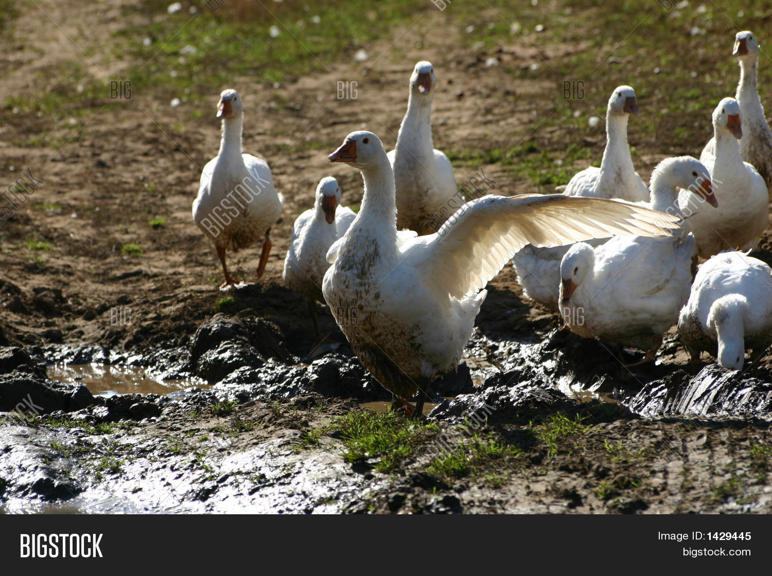 Some White Geese Bathe Image & Photo (Free Trial) | Bigstock