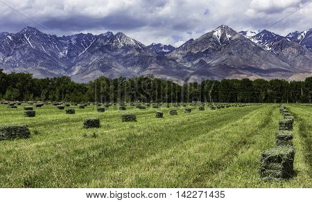 Hay Field Fresh Cut Image & Photo (Free Trial) | Bigstock