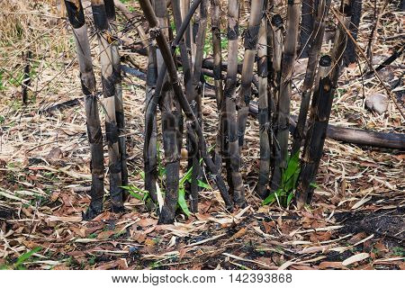 Burnt Bamboo Forest Image & Photo (Free Trial) | Bigstock