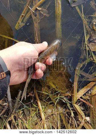 Small Zander Hand, Image & Photo (Free Trial) | Bigstock