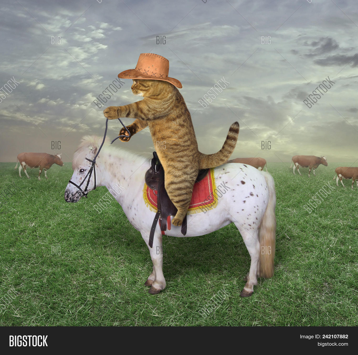 Cat Cowboy On Horse Image & Photo (Free Trial) | Bigstock