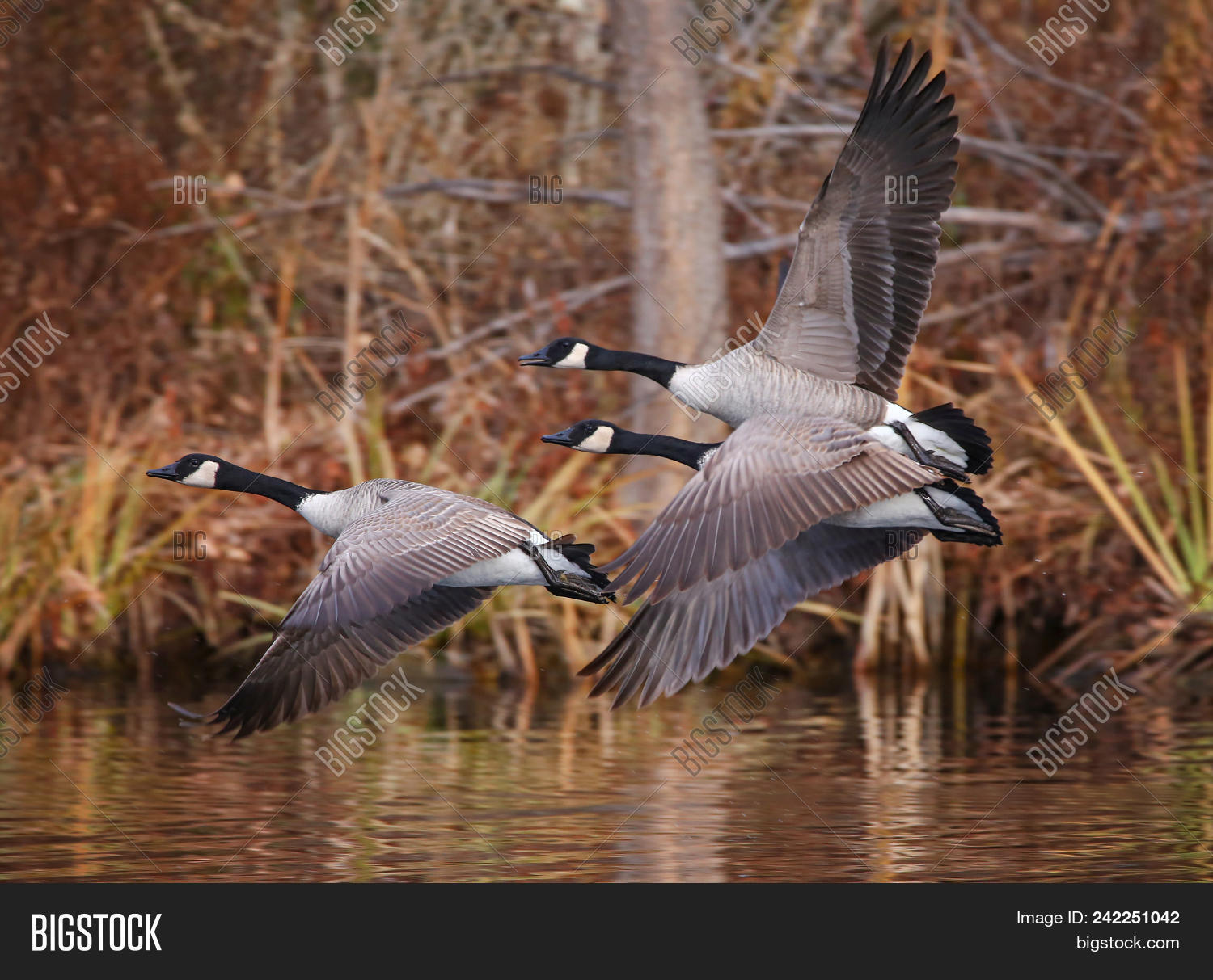 Canada Geese Flying Image & Photo (Free Trial) | Bigstock