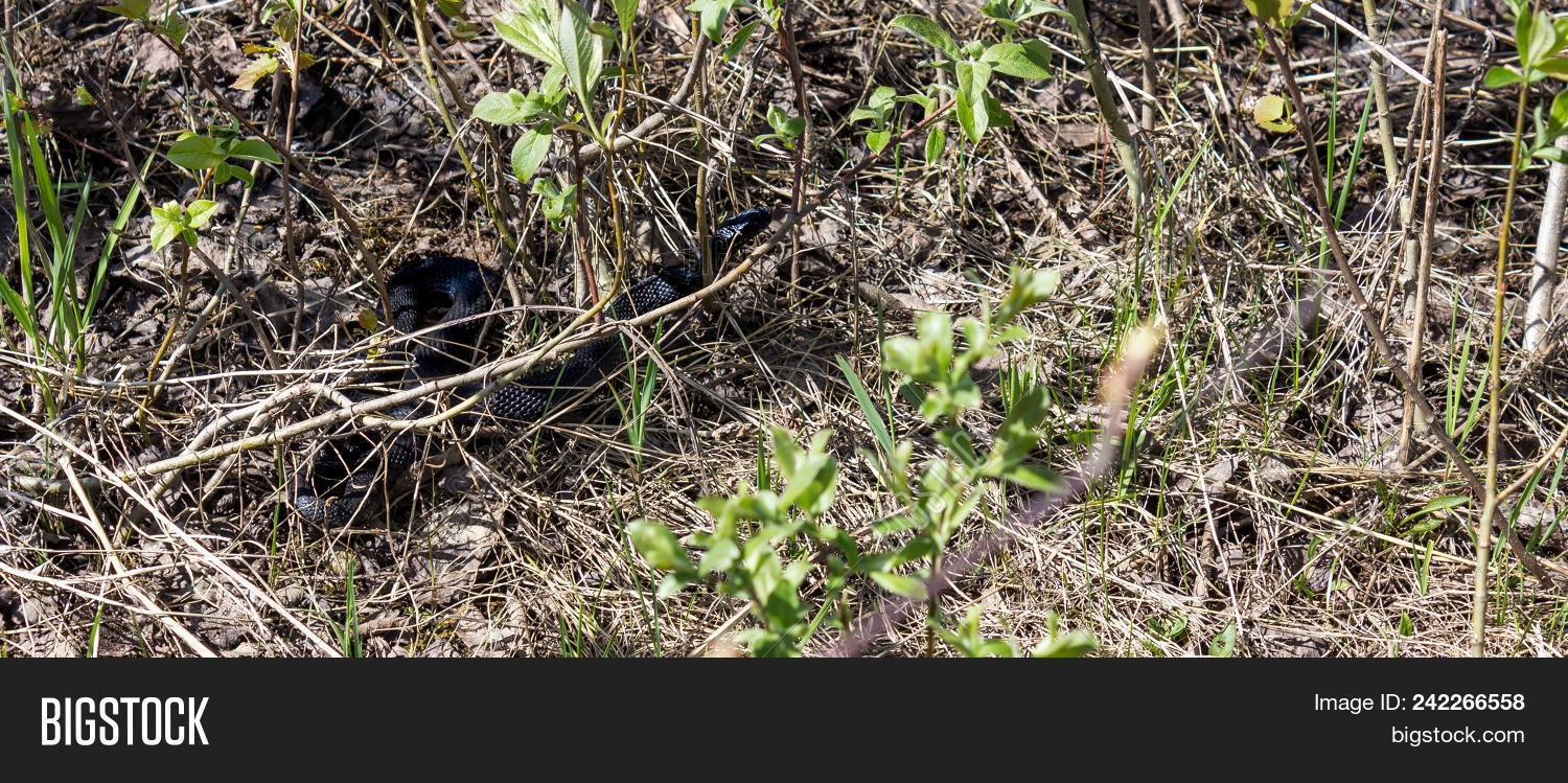 Small Viper Black Image & Photo (Free Trial) | Bigstock