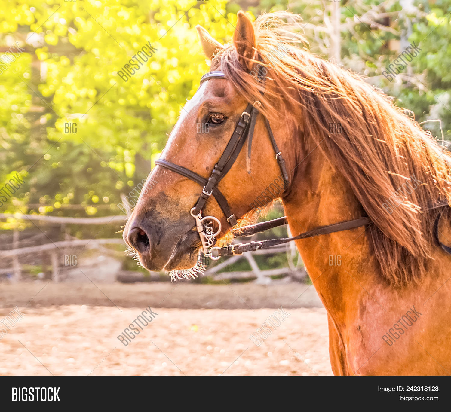 horse face side angle