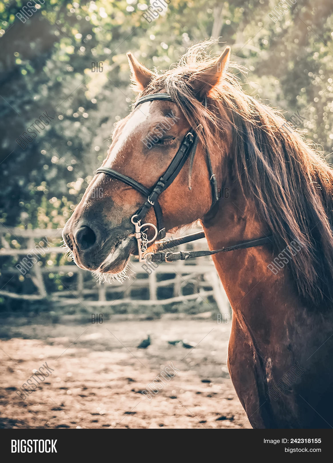 Sorrel Horse. Side Image & Photo (Free Trial) | Bigstock