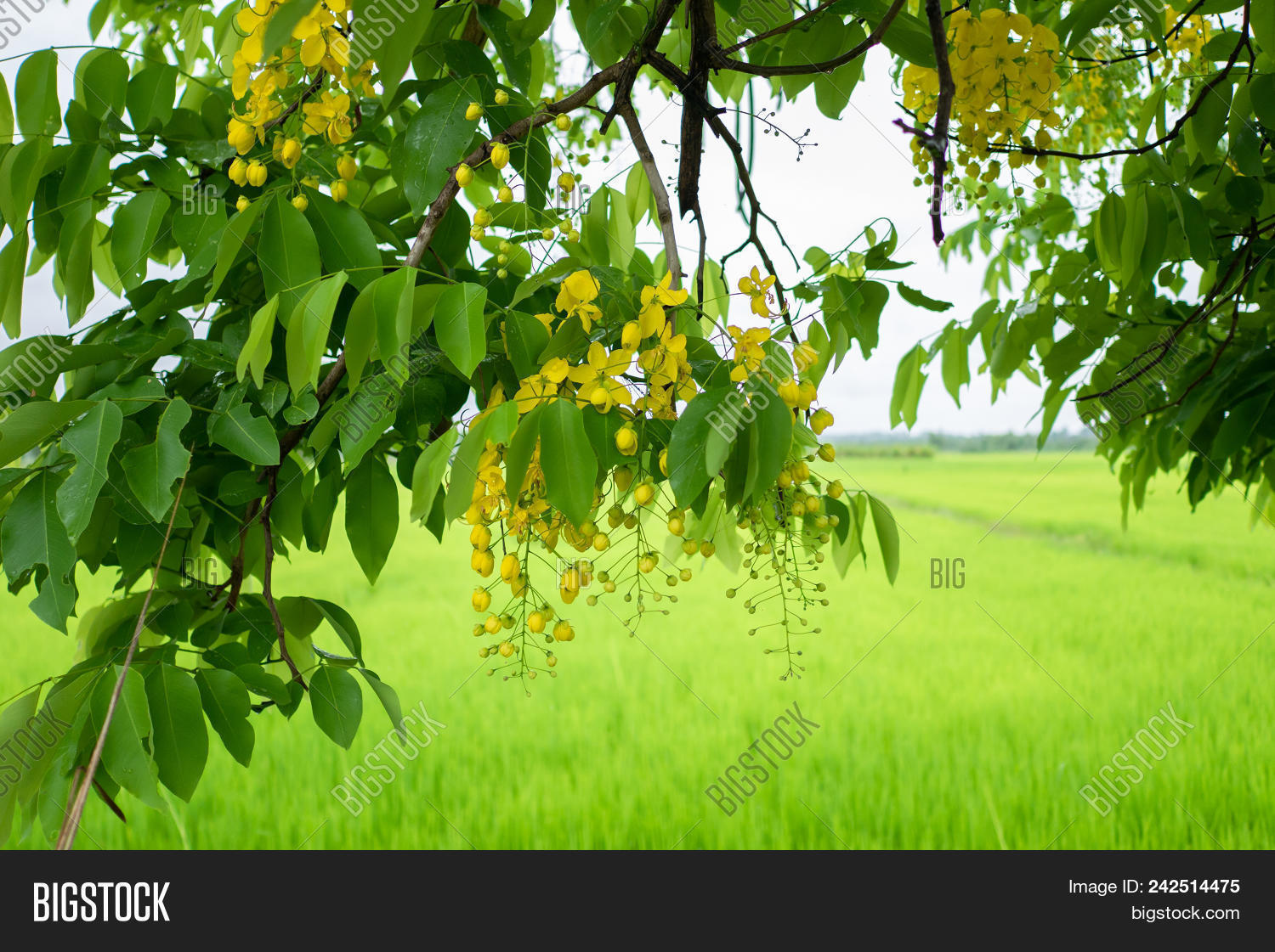 Multiply Ratchaphruek Image & Photo (Free Trial) | Bigstock