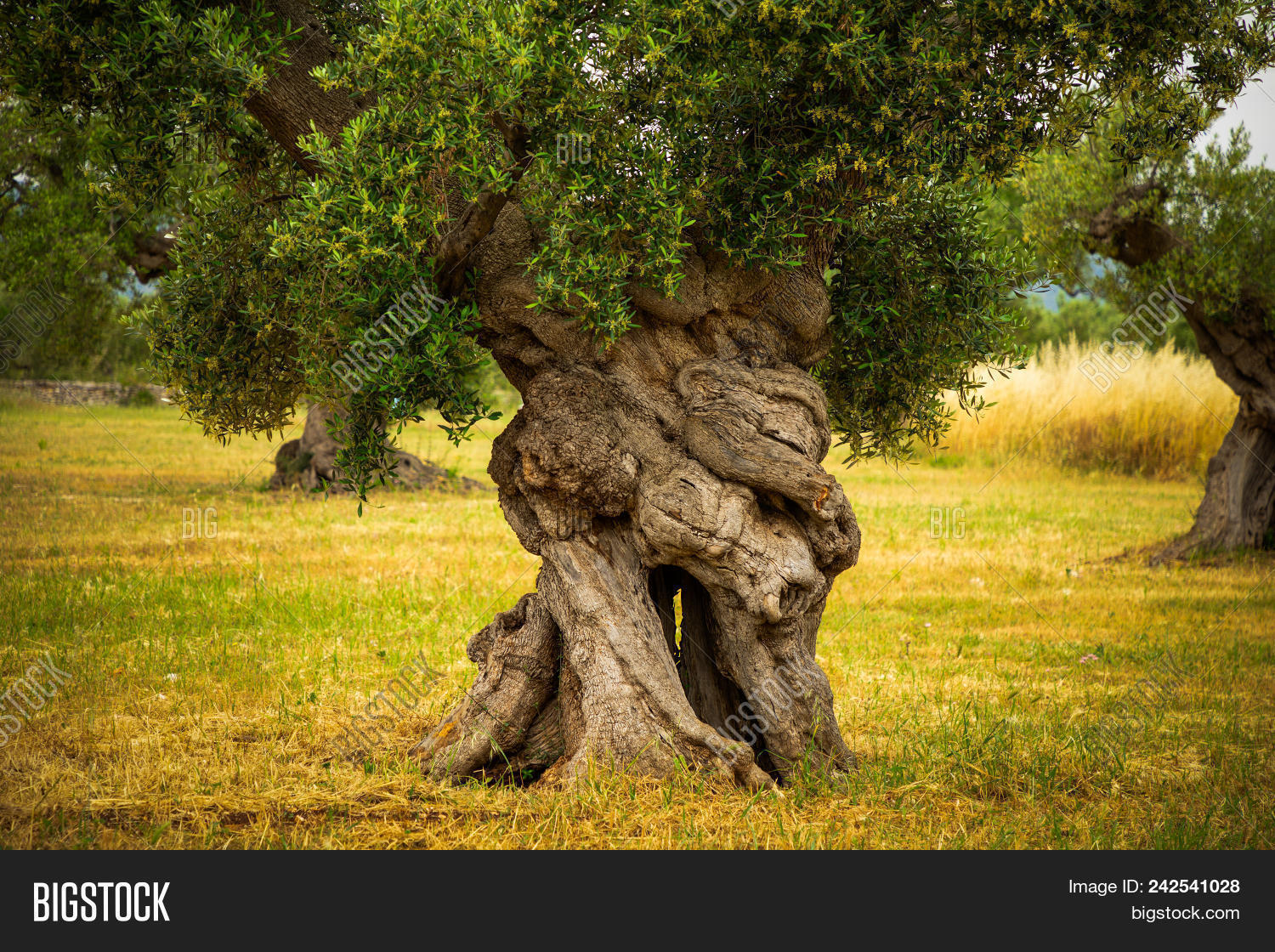 Tree Trunk Old Olive Image & Photo (Free Trial) | Bigstock