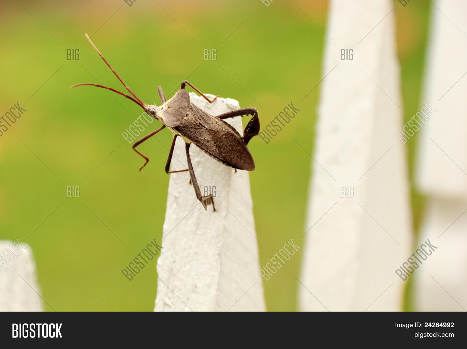 Large Stink Bug On Image & Photo (Free Trial) | Bigstock