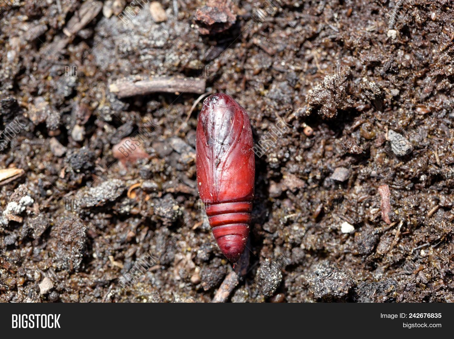 Brown Chrysalis Turnip Image & Photo (Free Trial) | Bigstock