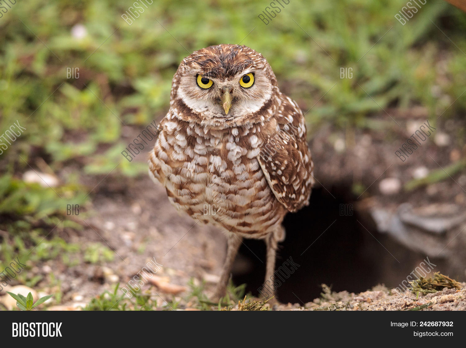 Adult Burrowing Owl Image & Photo (Free Trial) | Bigstock