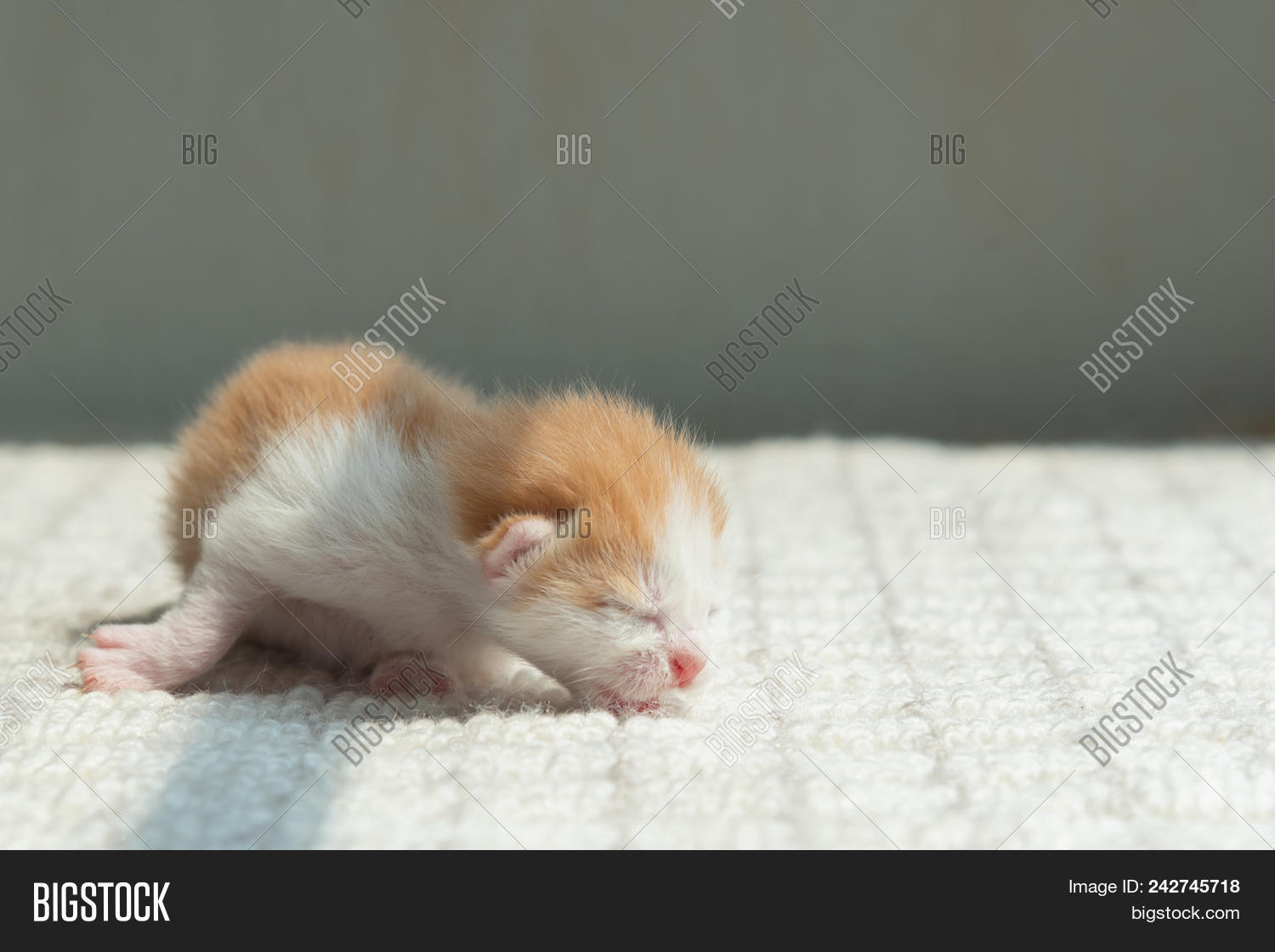 New Born Persian Cats