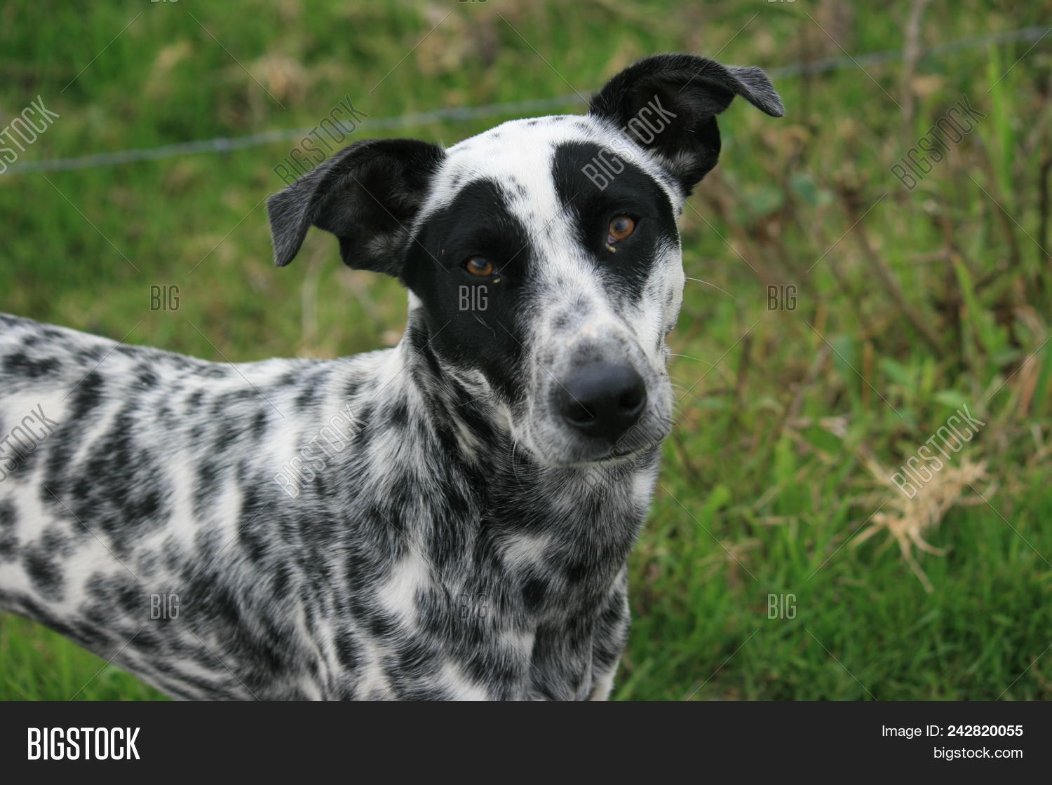 What Is A Dalmatian Road Dog