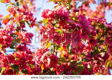 Beautiful Red Sakura Image & Photo (Free Trial) | Bigstock