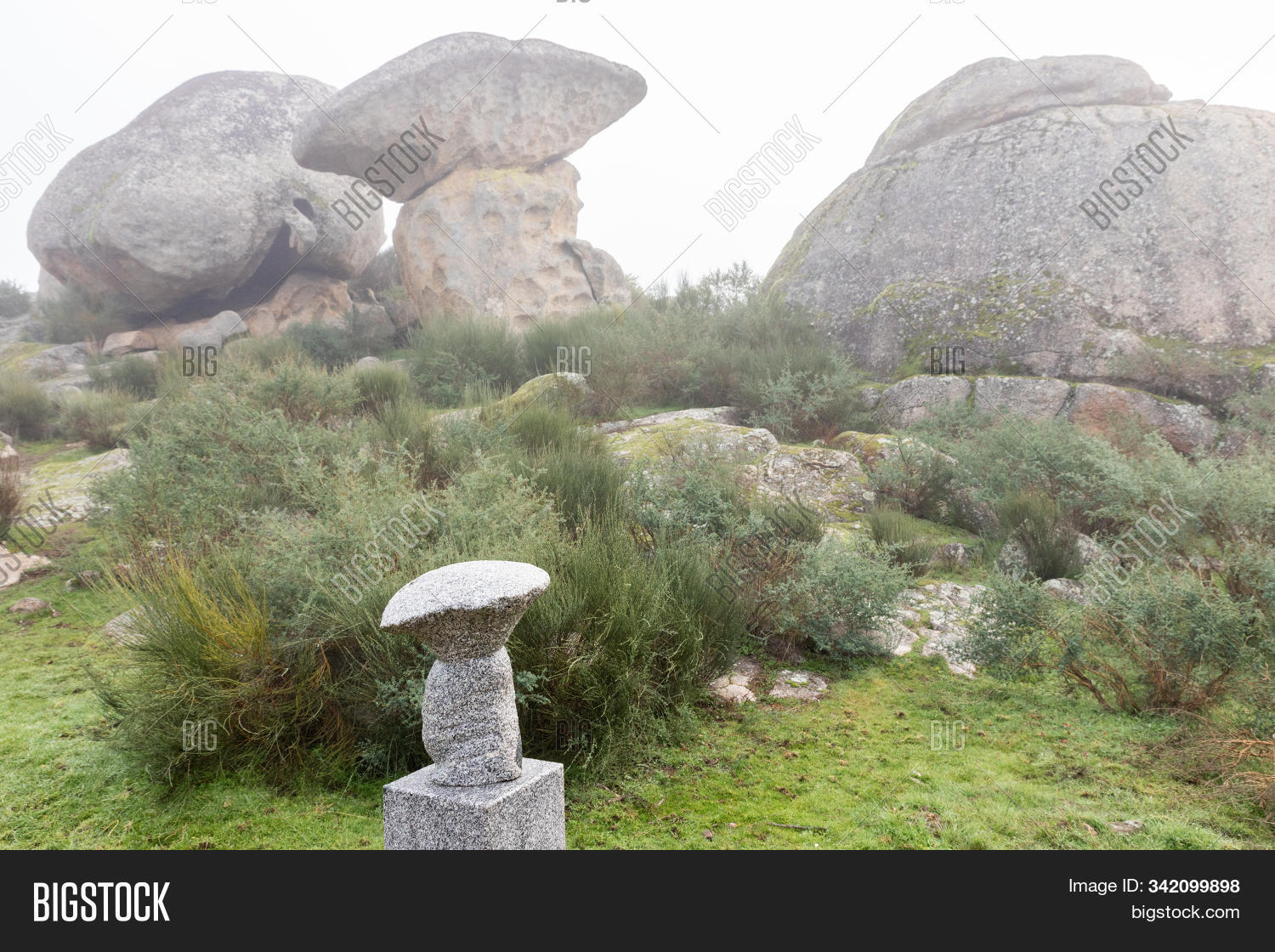 Mushroom. La Seta. Image & Photo (Free Trial) | Bigstock