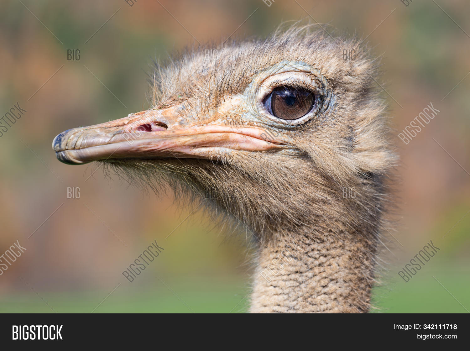 Ostrich Common Ostrich Image & Photo (Free Trial) | Bigstock