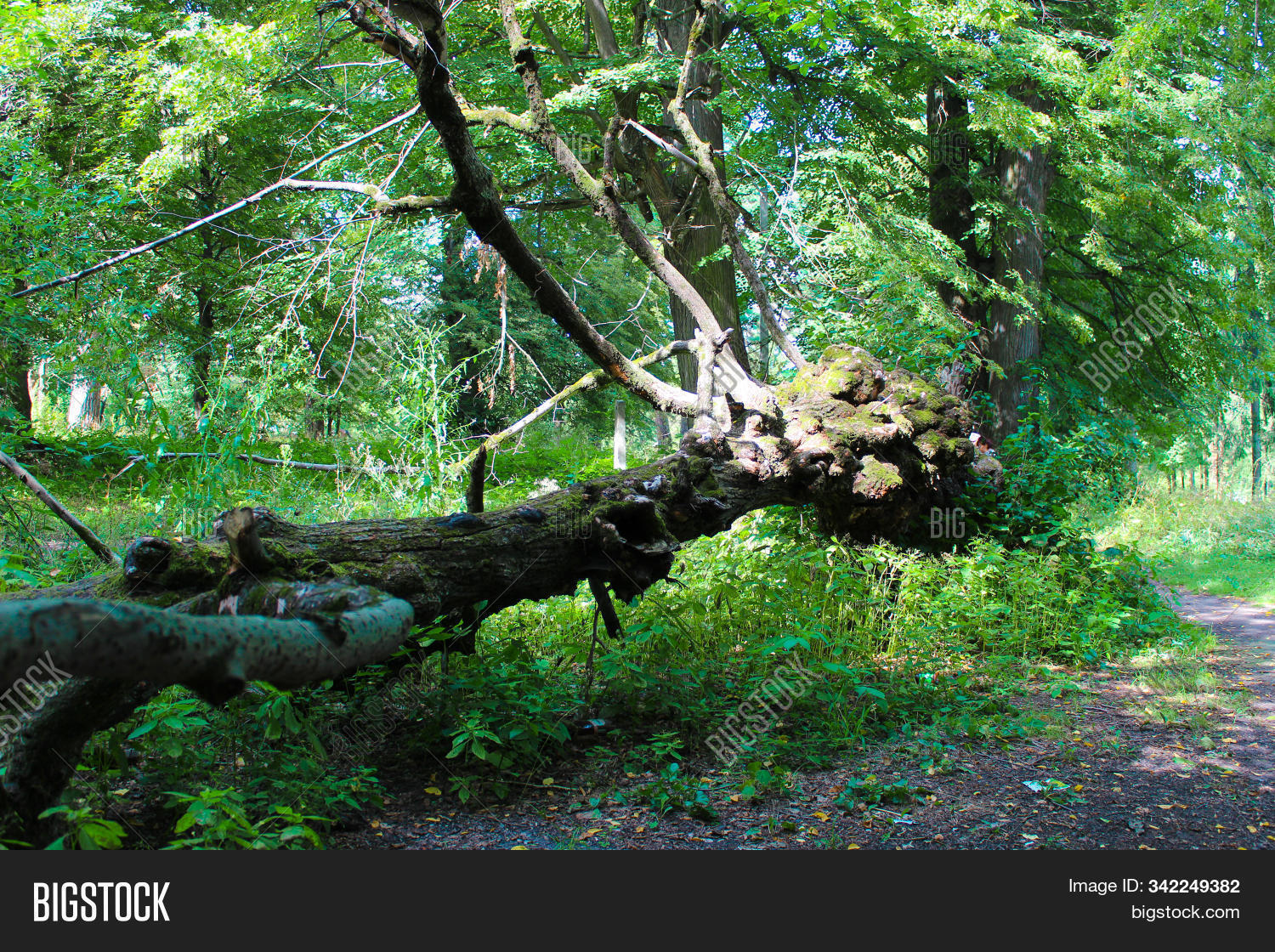 Fallen Tree Abandoned Image & Photo (Free Trial) | Bigstock
