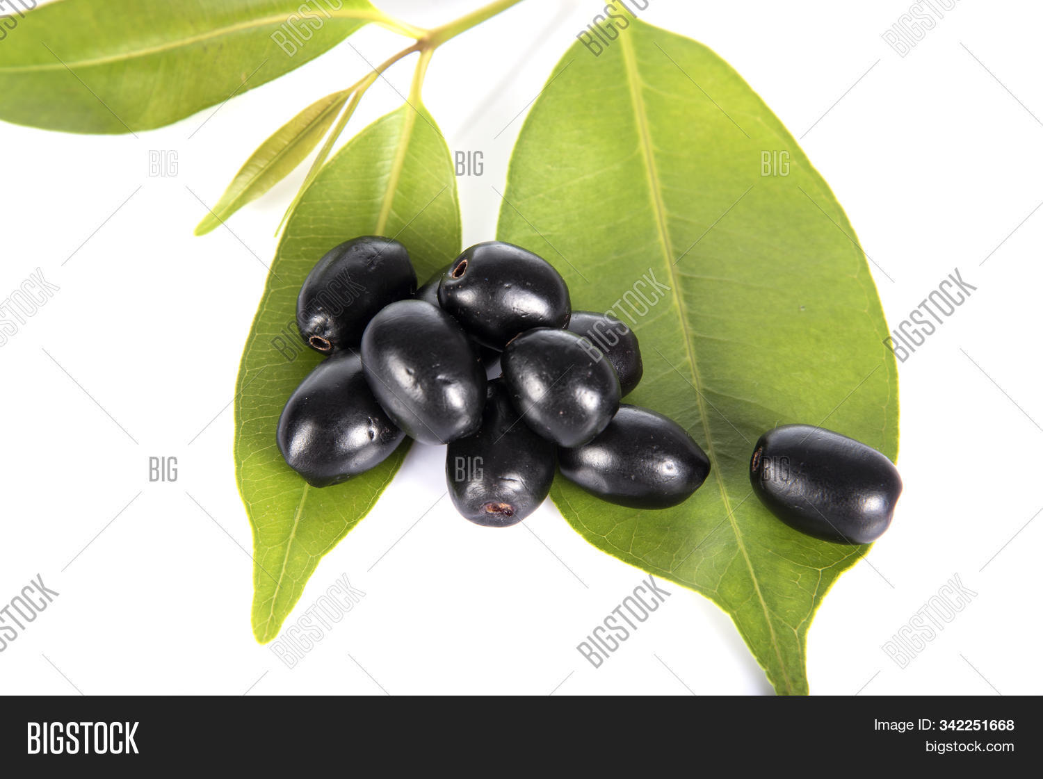 Jambolan Plum Java Image & Photo (Free Trial) | Bigstock