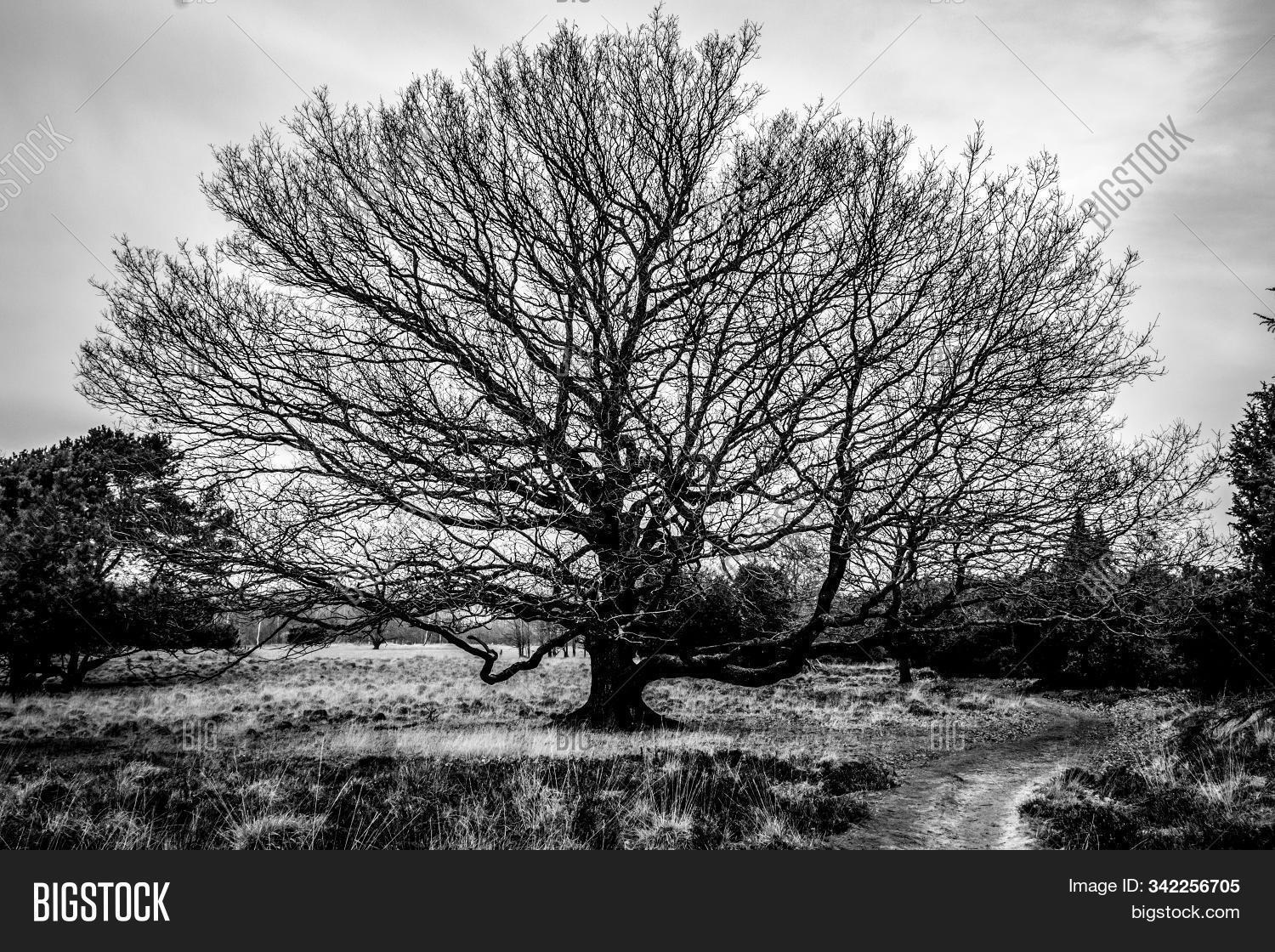 Beautiful Isolated Oak Image & Photo (Free Trial) | Bigstock
