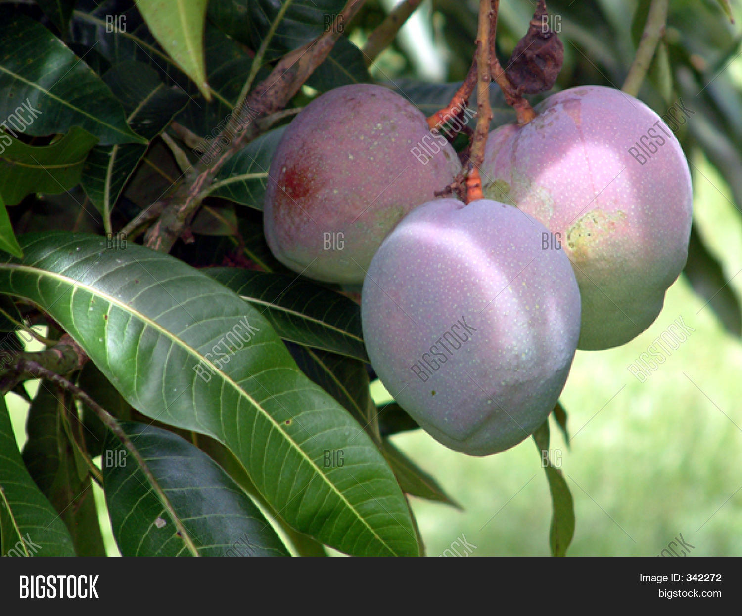 Brasilian Mango Image & Photo (Free Trial) | Bigstock