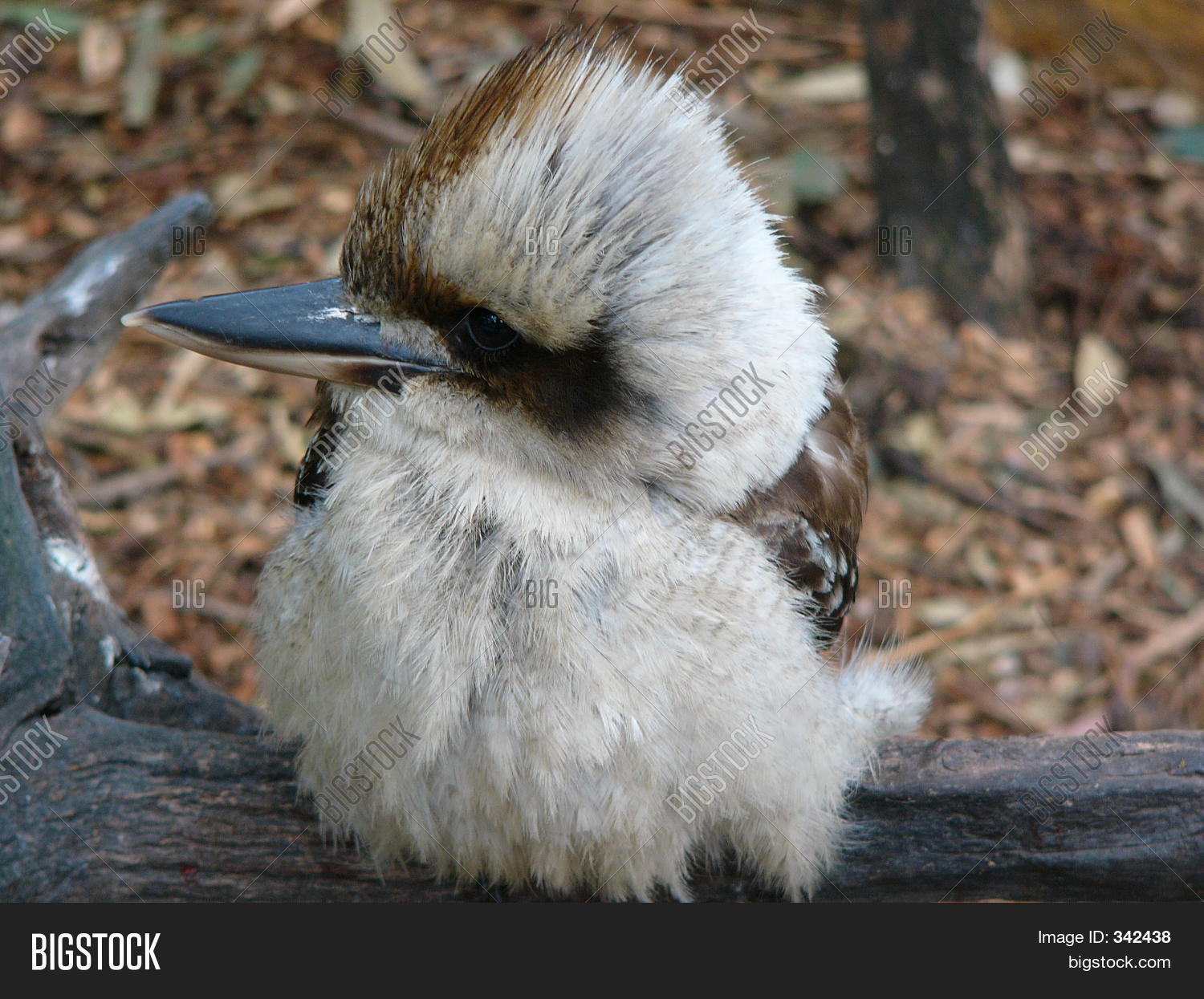 Kookaburra Laughing Image & Photo (Free Trial) | Bigstock