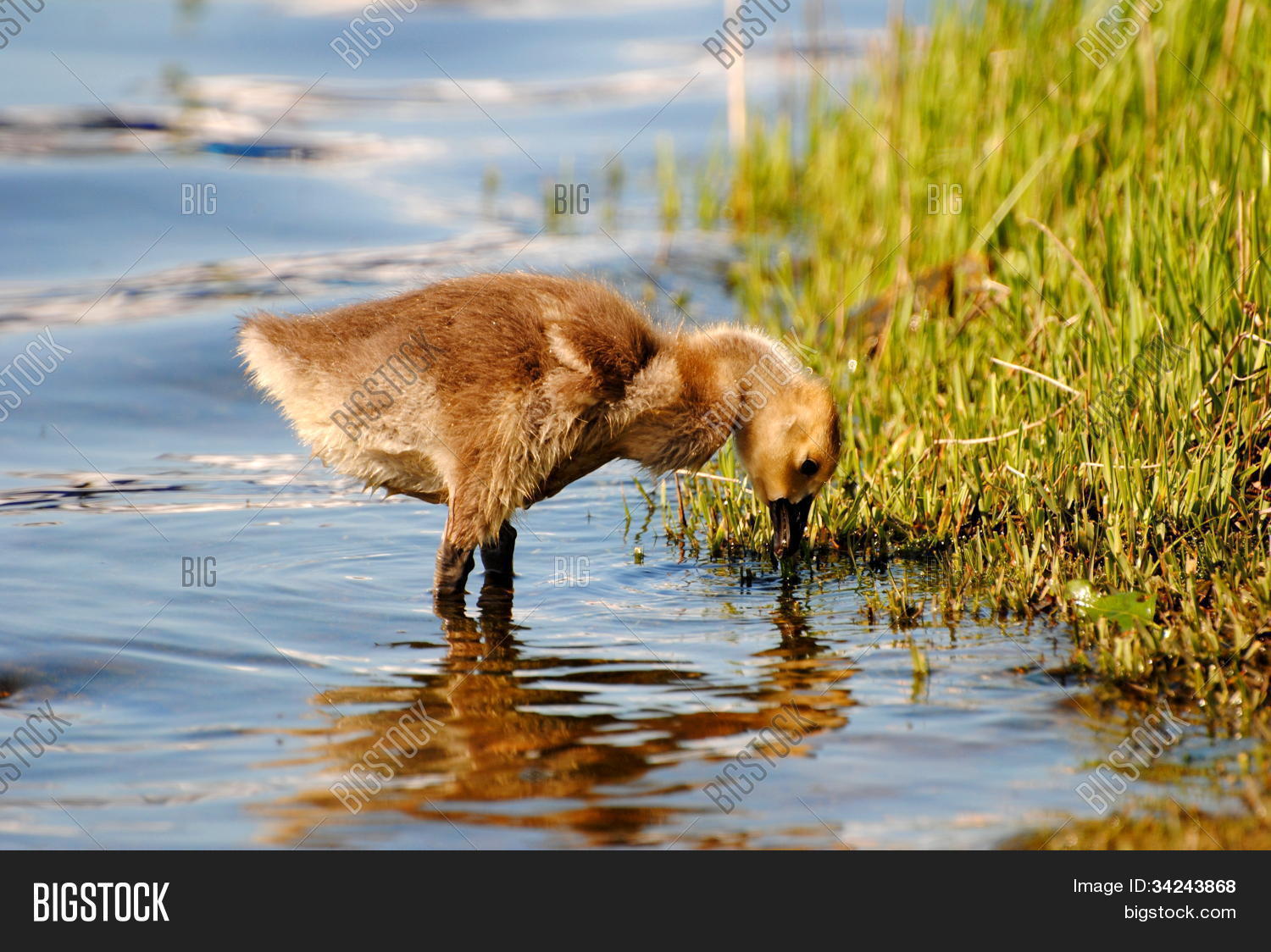 Gooseling Searching Image & Photo (Free Trial) | Bigstock