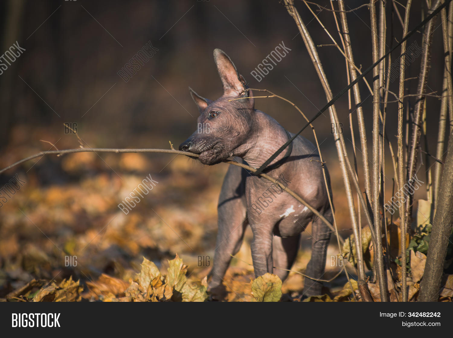 Xolo Puppy ( Image & Photo (Free Trial) | Bigstock