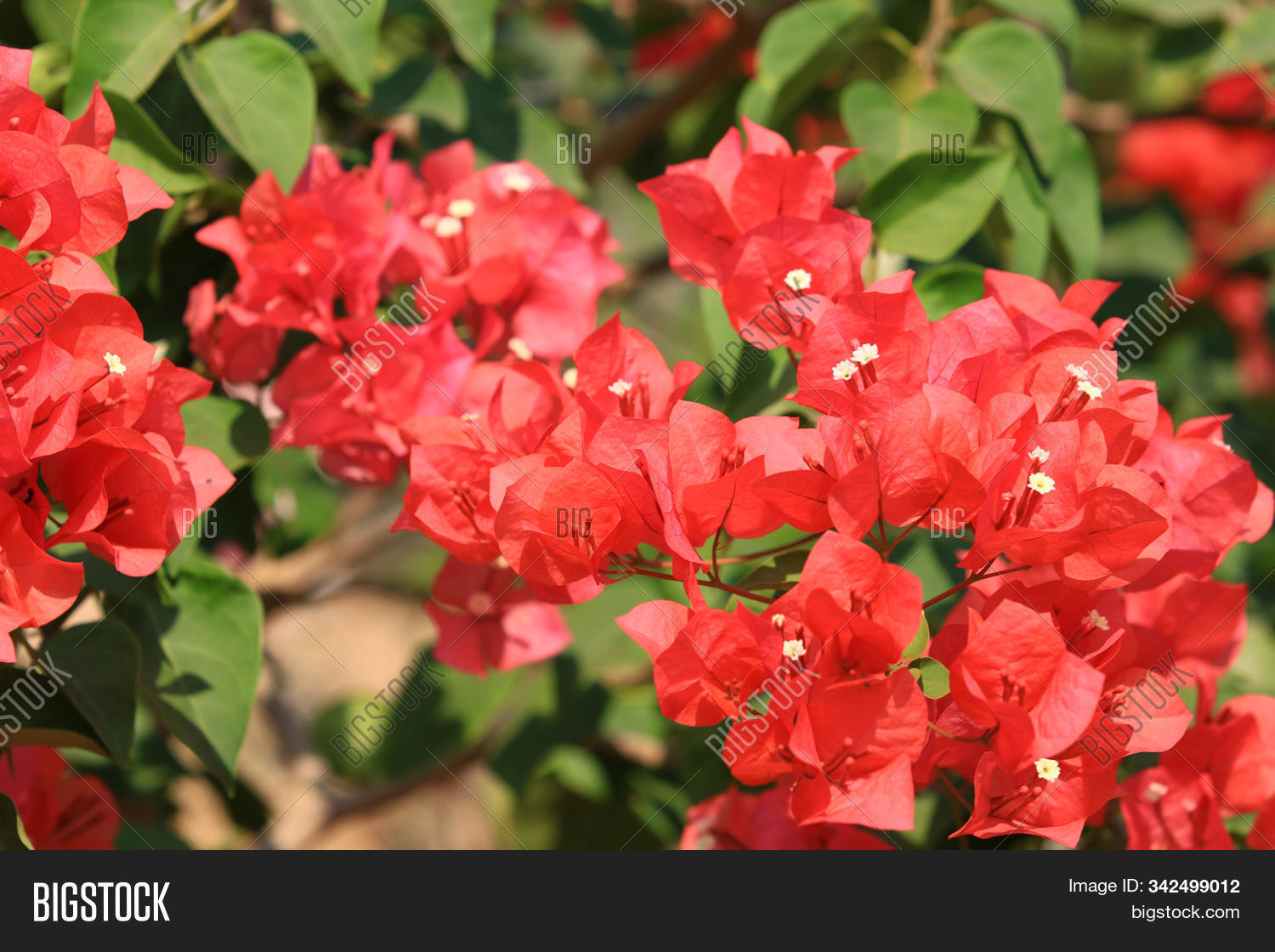 Light Red Floral Background