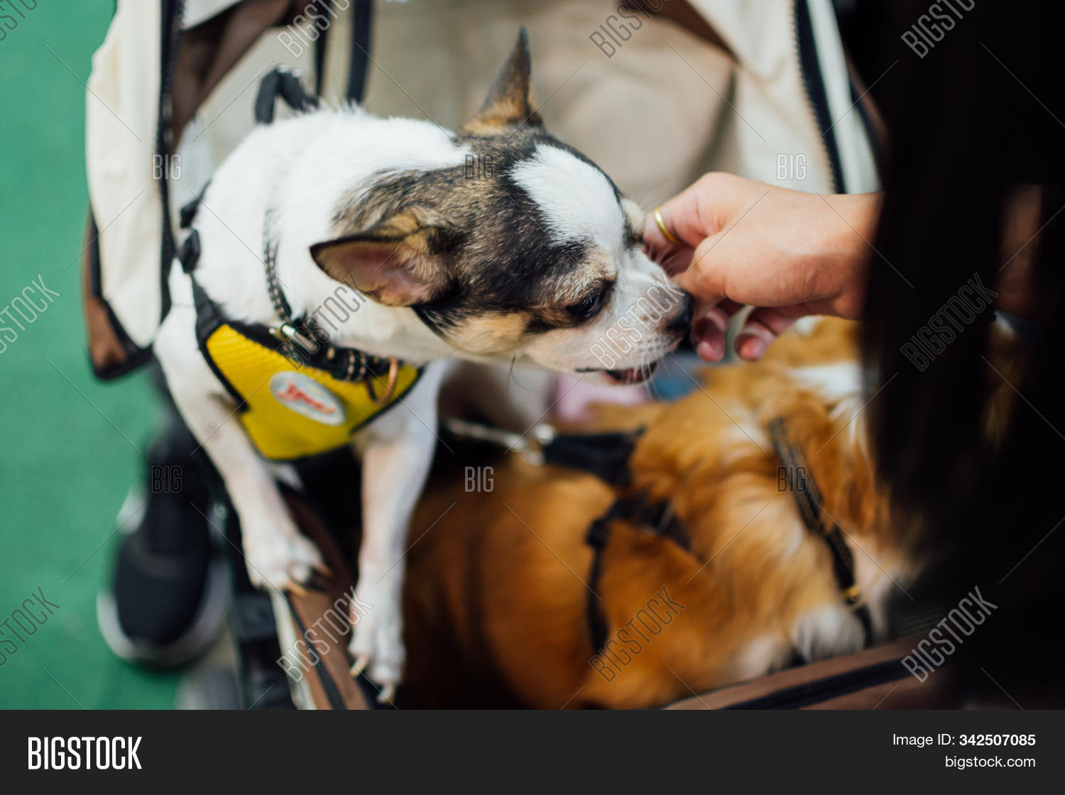 Asian Dog Owner Dog Image & Photo (Free Trial) | Bigstock
