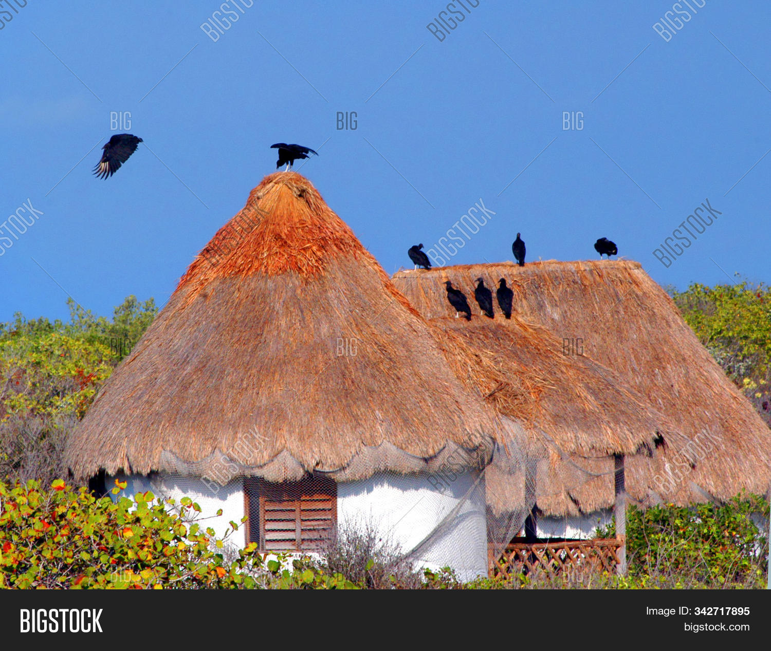 Thatched Huts Sit Image & Photo (Free Trial) | Bigstock