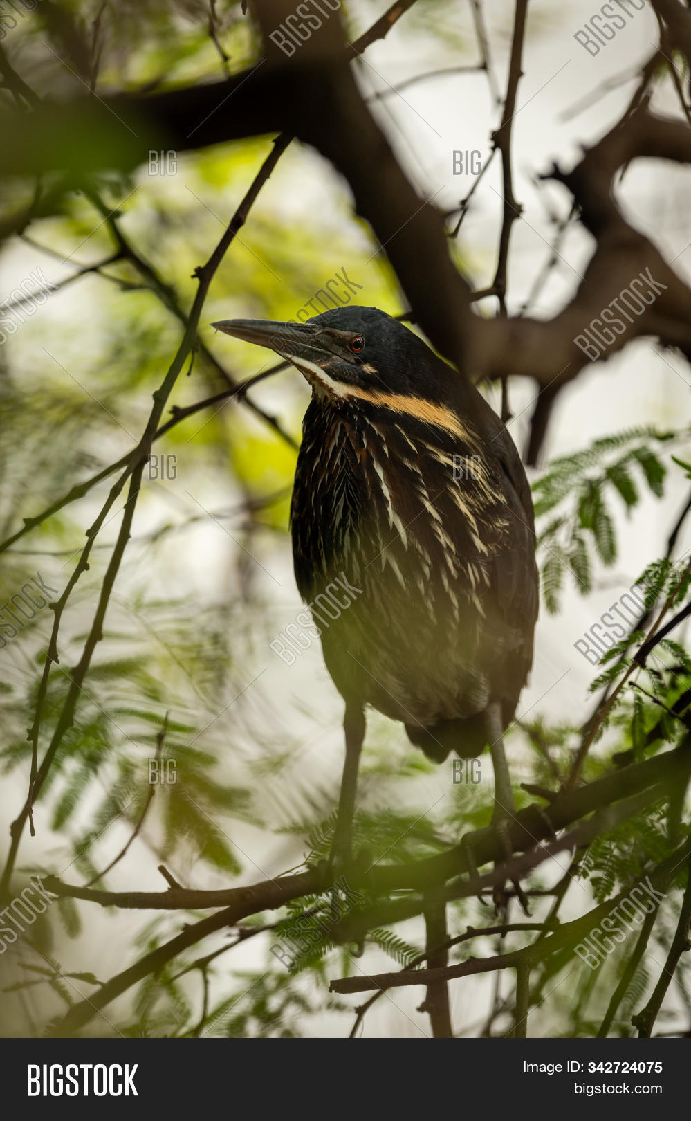 Black Bittern Image & Photo (Free Trial) | Bigstock