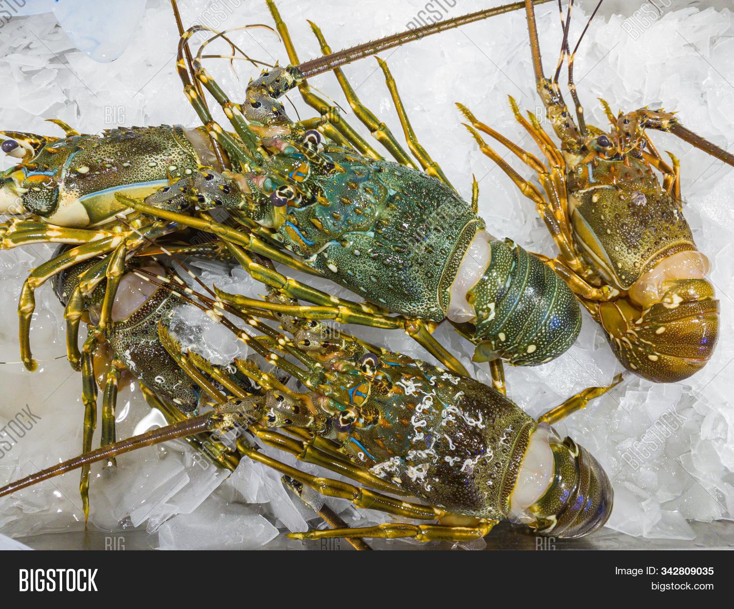 Uncooked Crayfish Sale Image & Photo (Free Trial) | Bigstock