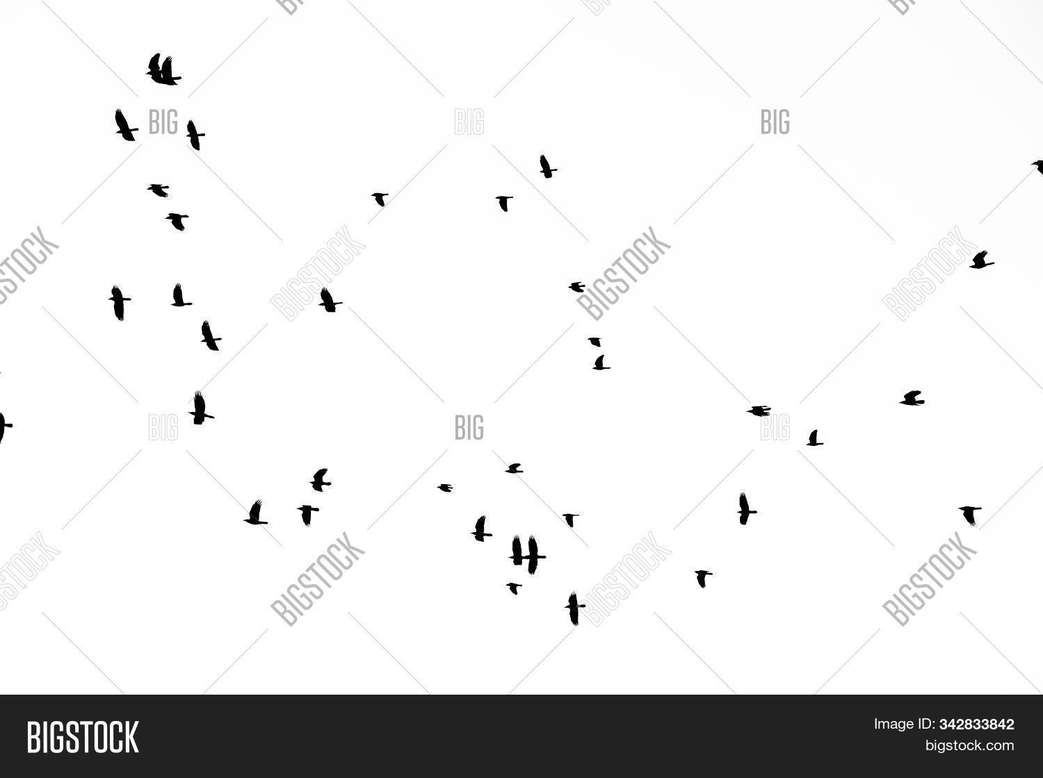 Flying Crows Hi-res Image & Photo (Free Trial) | Bigstock