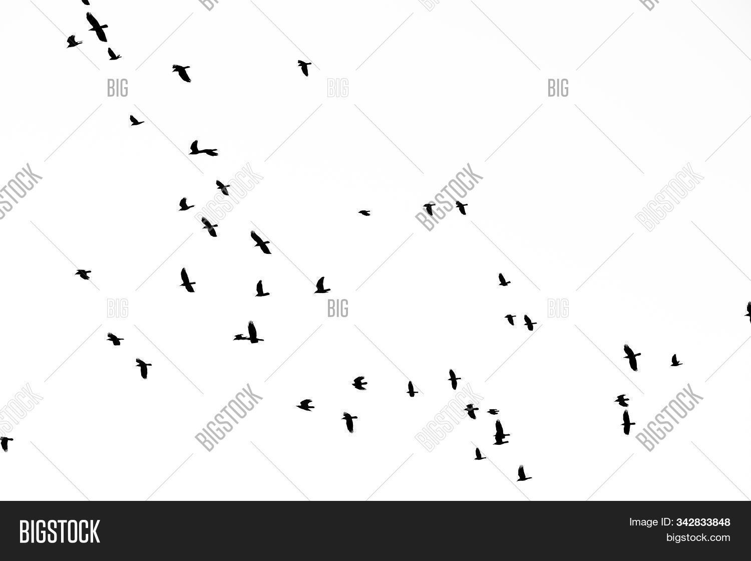 Flying Crows Hi-res Image & Photo (Free Trial) | Bigstock