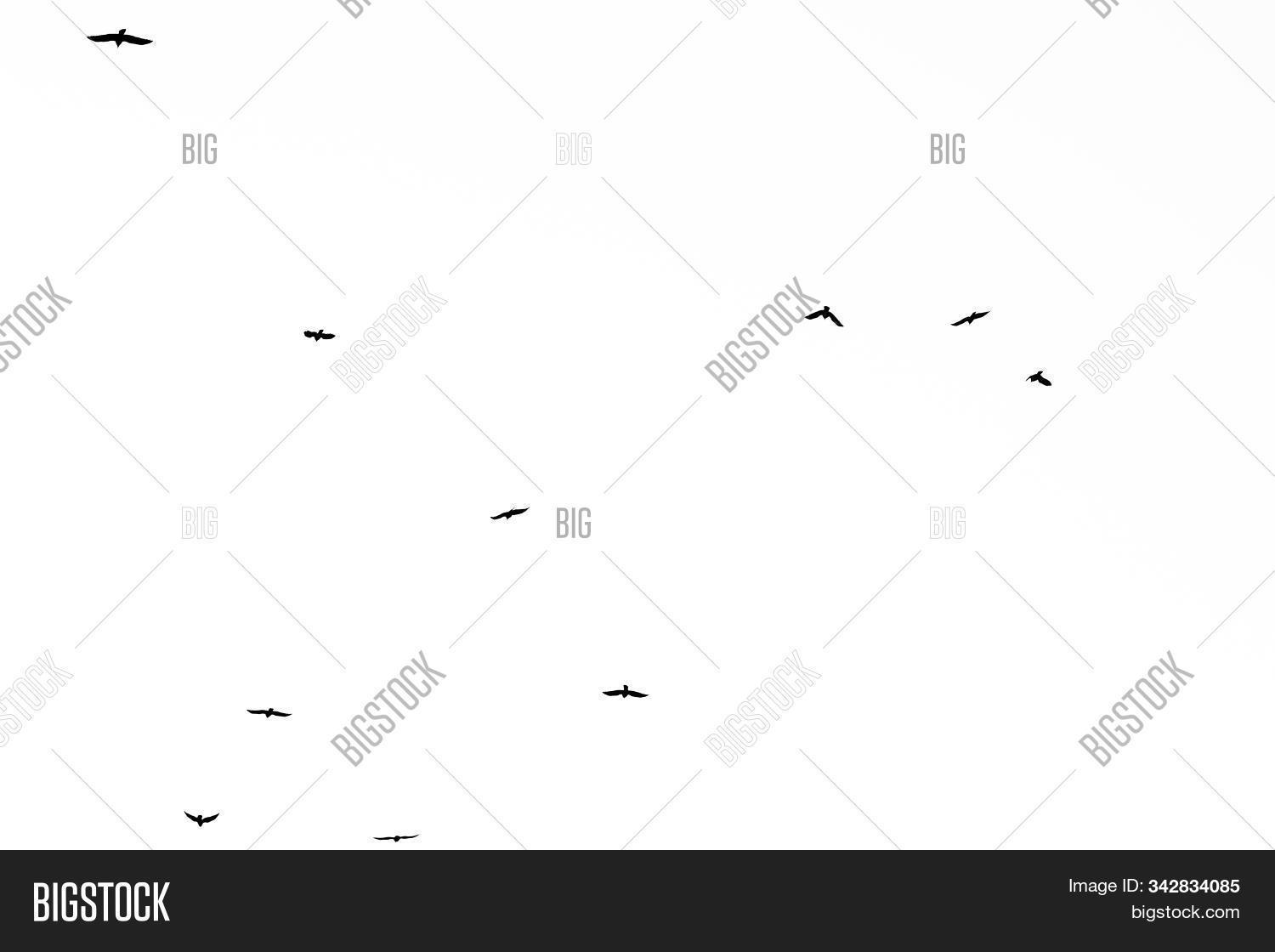 Flying Crows Hi-res Image & Photo (Free Trial) | Bigstock