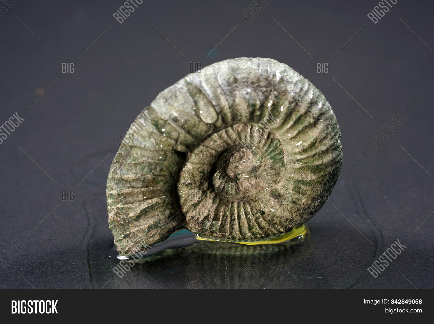 Ammonites Extinct Image & Photo (Free Trial) | Bigstock