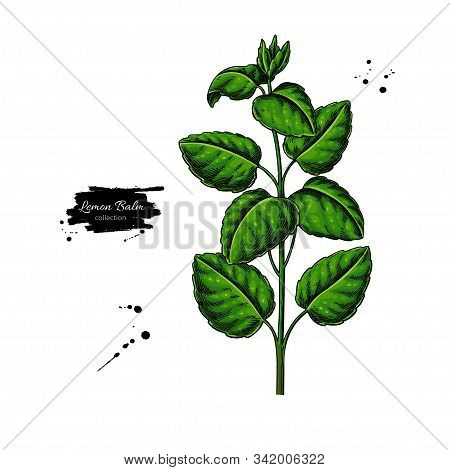 Lemon Balm Vector Vector & Photo (Free Trial) | Bigstock