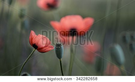 Textured, Close- Poppy Image & Photo (Free Trial) | Bigstock