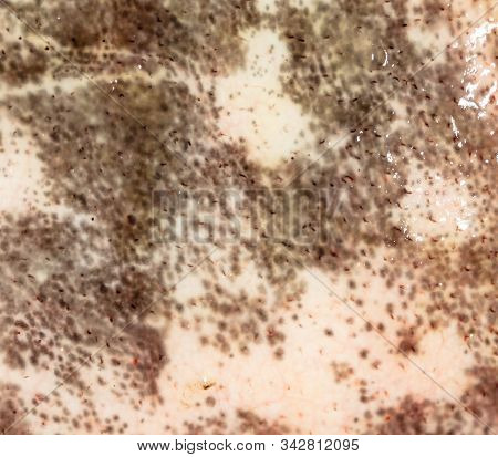 Skin On Catfish Fish Image & Photo (Free Trial) | Bigstock