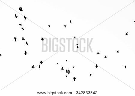 Flying Crows Hi-res Image & Photo (Free Trial) | Bigstock
