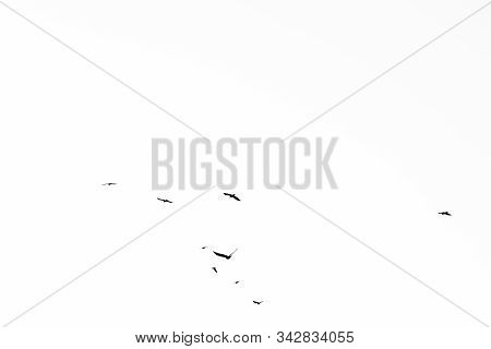 Flying Crows Hi-res Image & Photo (Free Trial) | Bigstock