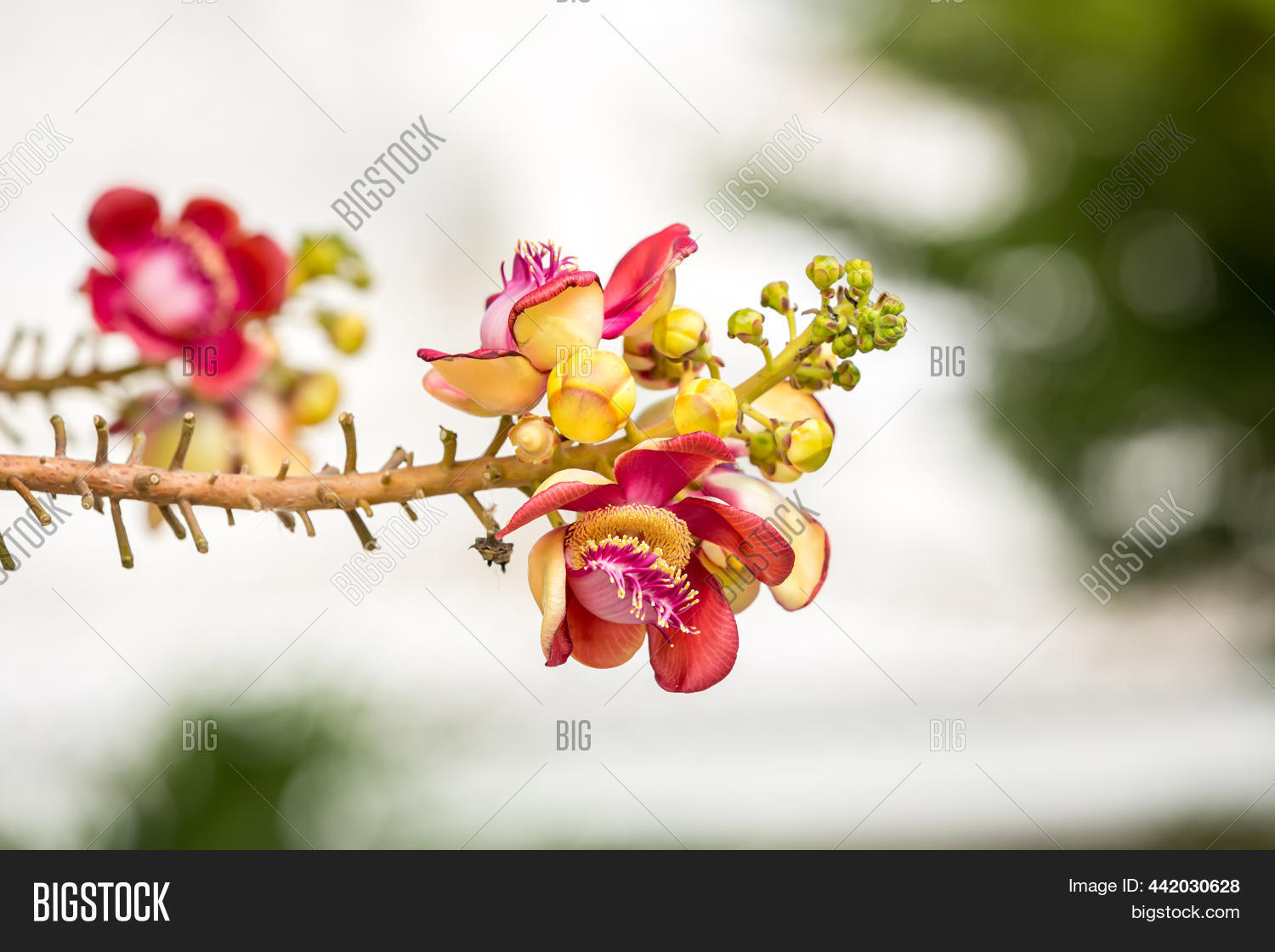 Shorea Robusta Flower Image & Photo (Free Trial) | Bigstock