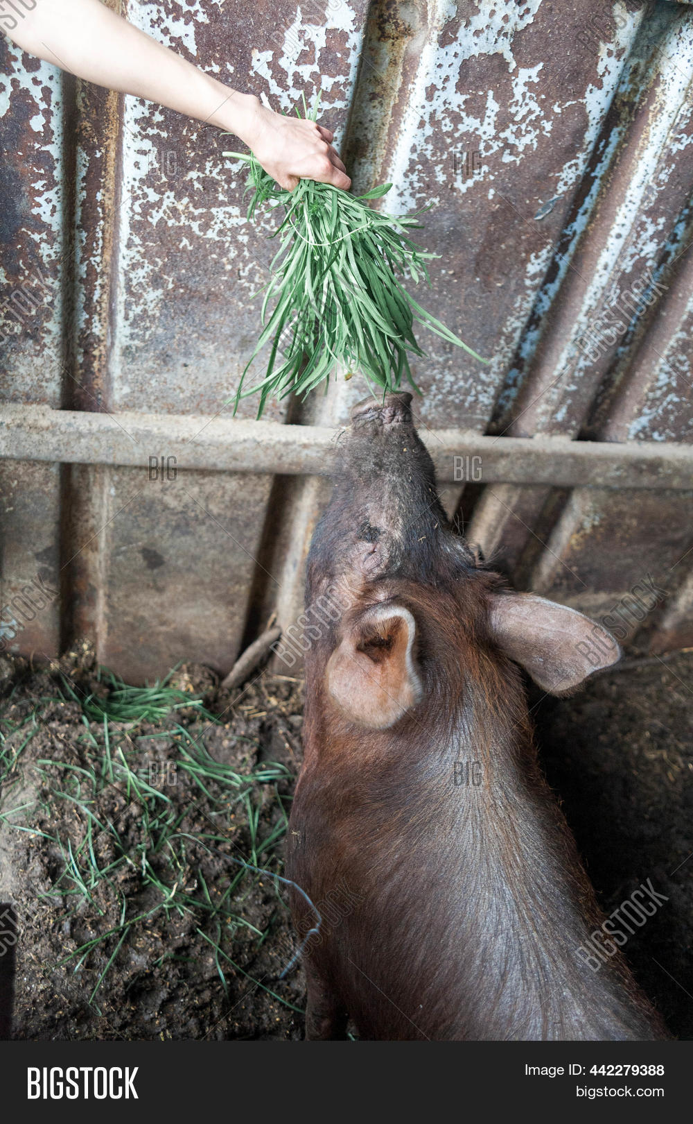 Piglet Dark Brown Hair Image & Photo (Free Trial) | Bigstock
