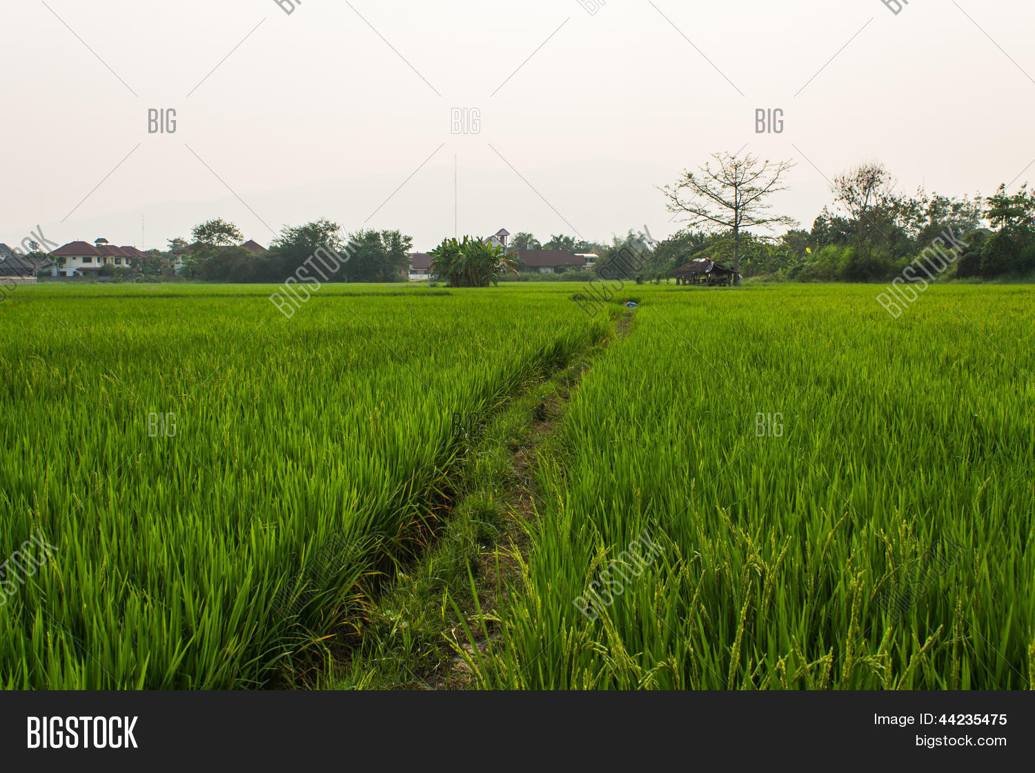 Ridge Rice Field Image & Photo (Free Trial) | Bigstock
