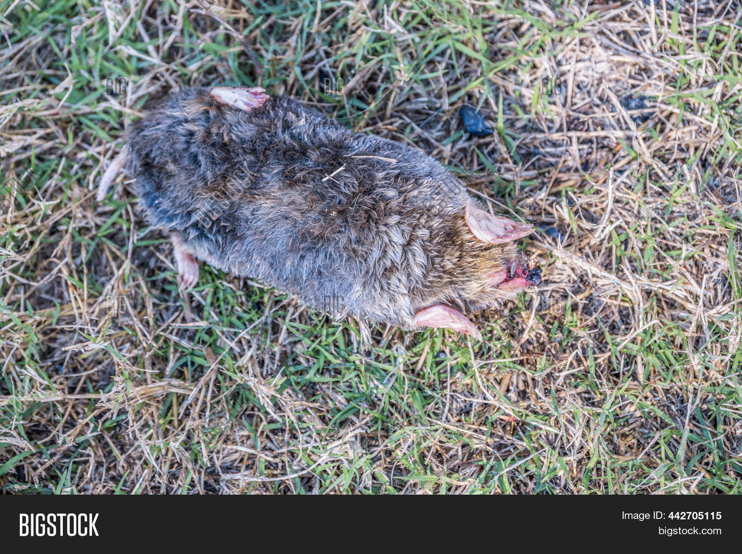 Out Underground Dead Image & Photo (Free Trial) | Bigstock