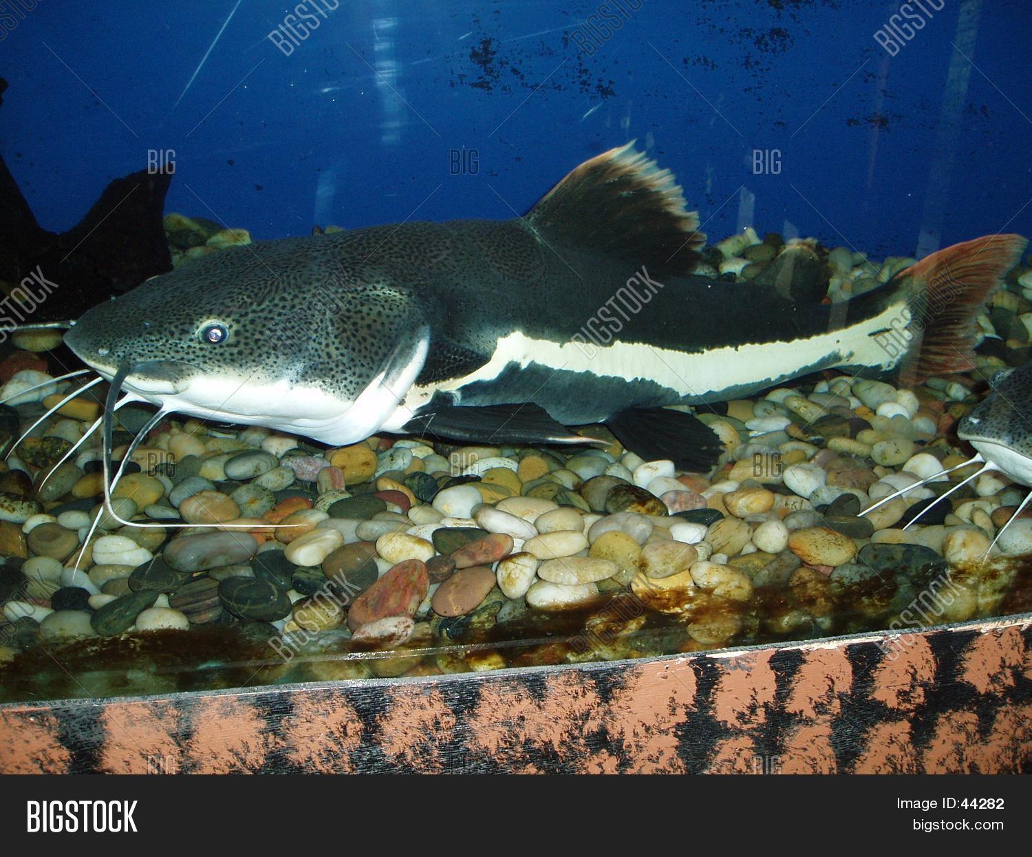 Asian Red Tale Catfish Image & Photo (Free Trial) | Bigstock