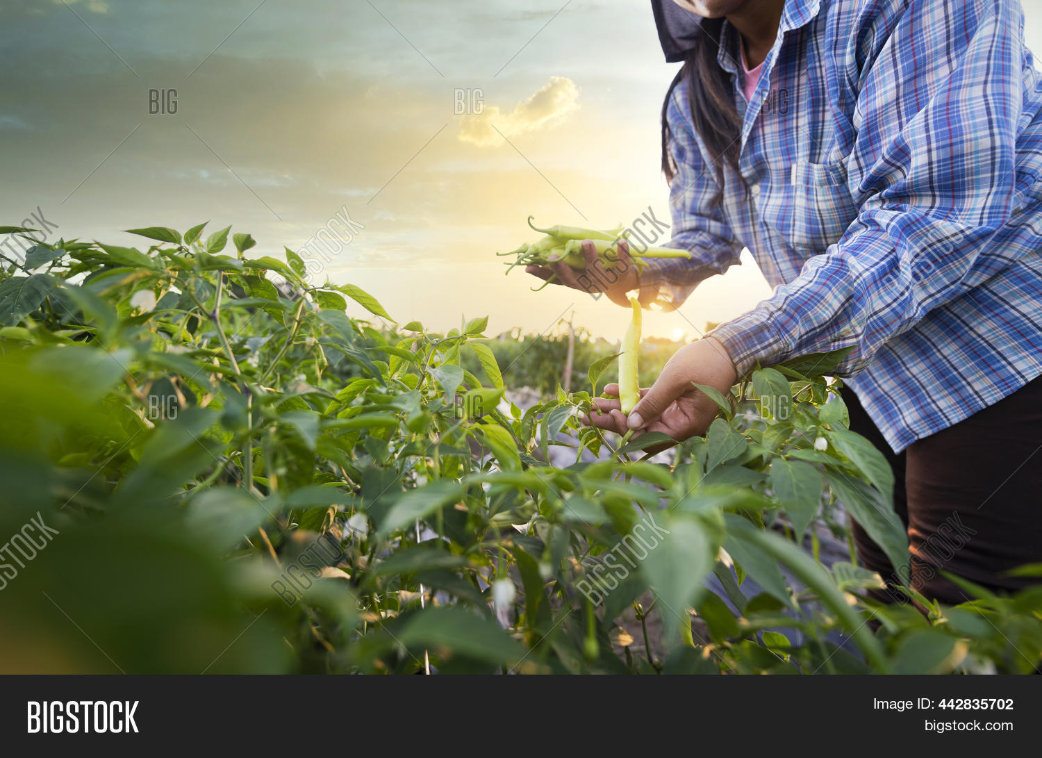 Big Chili By Farmers Image & Photo (Free Trial) | Bigstock