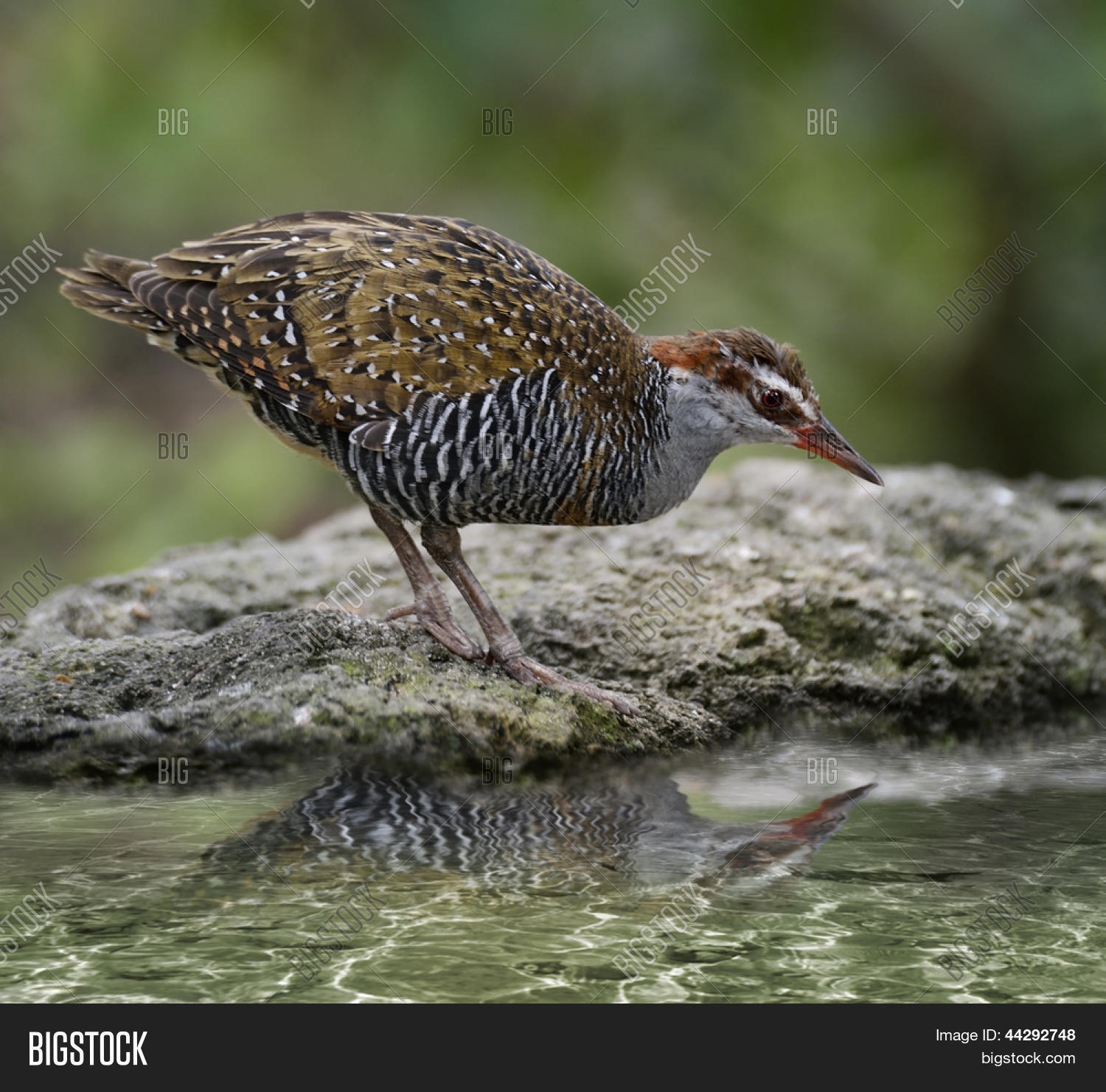 Buff-Banded Rail Bird Image & Photo (Free Trial) | Bigstock