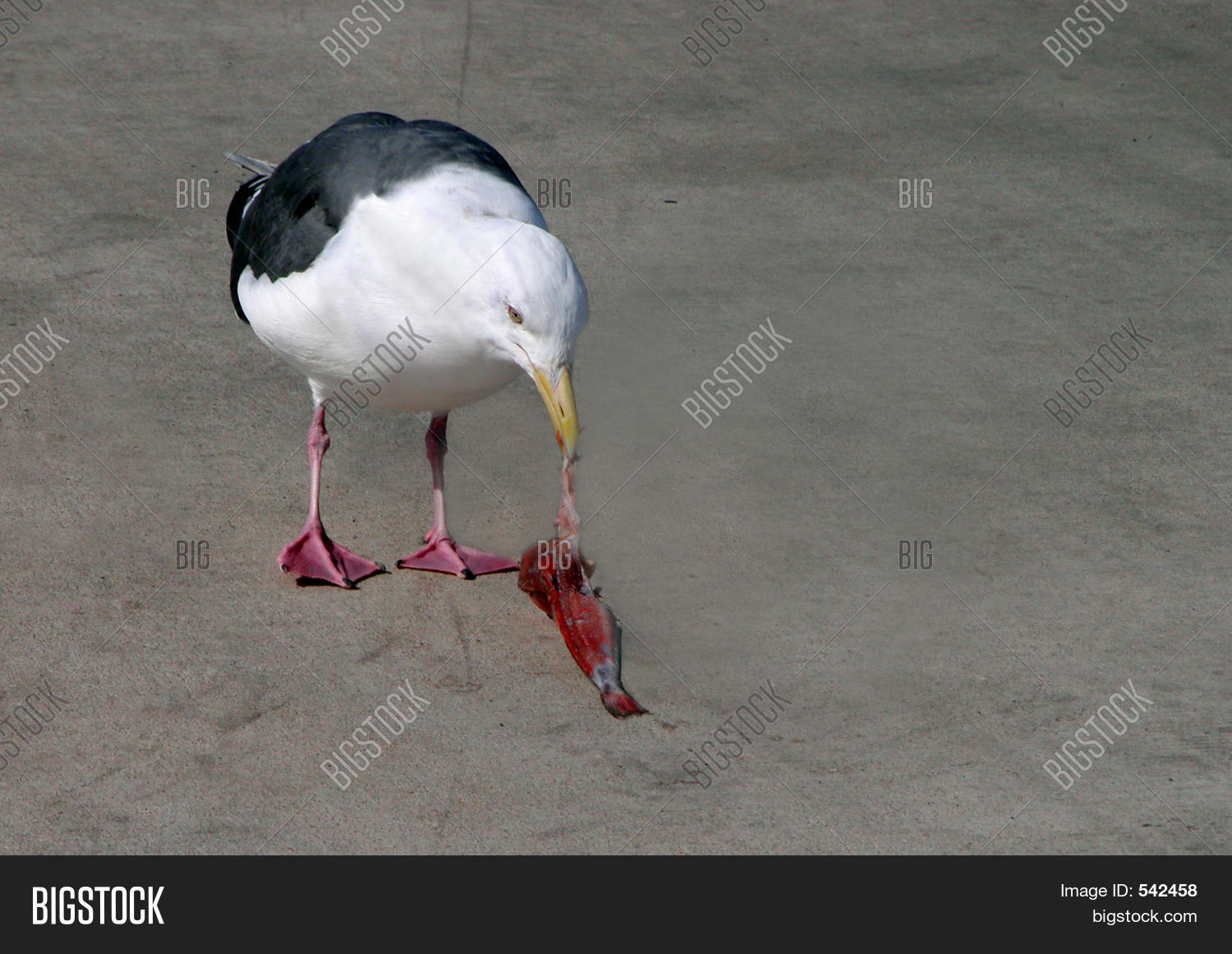 Seagull Eating Image & Photo (Free Trial) | Bigstock